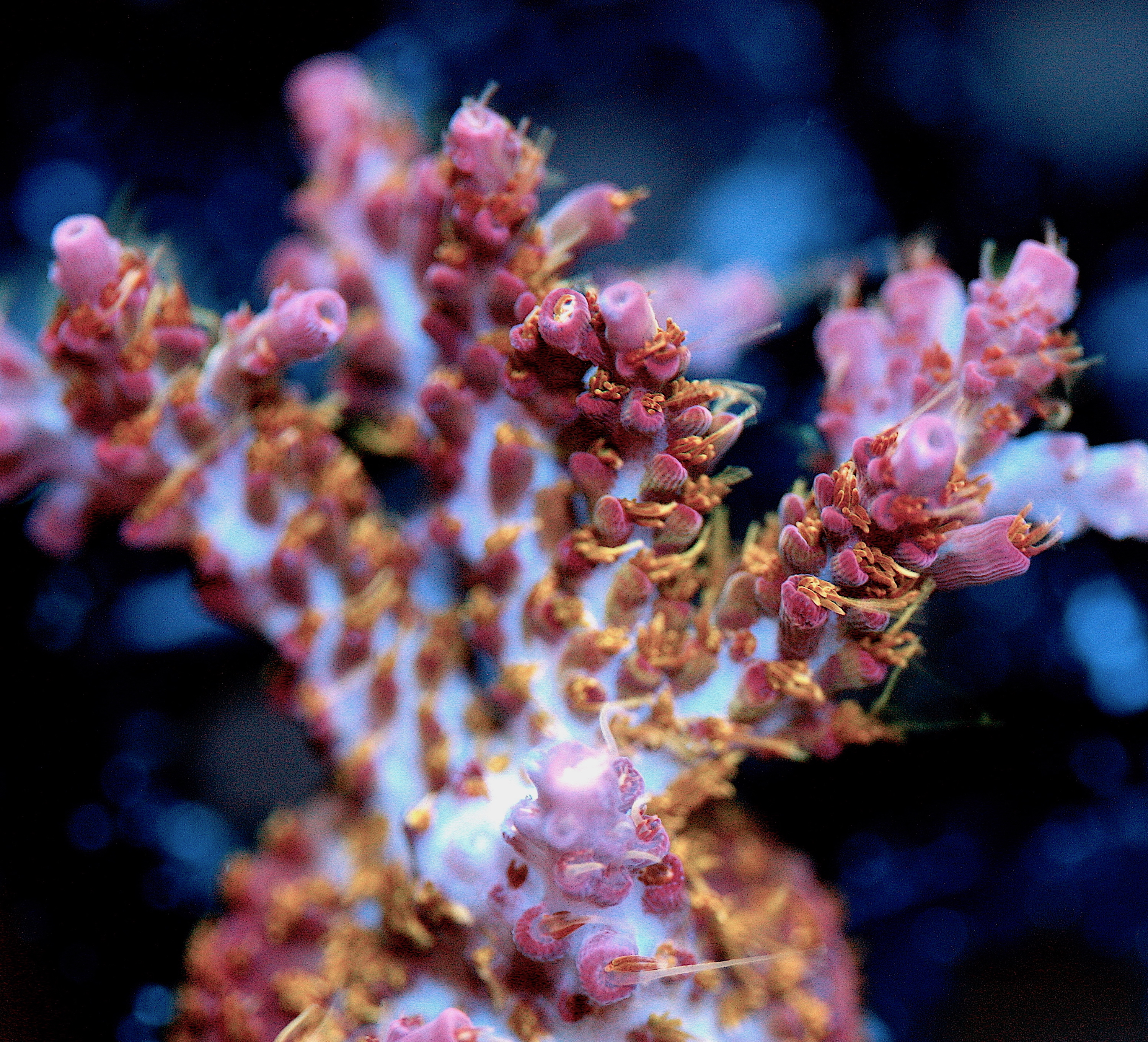 TwoGuysCoral Gate Keeper – Mythical Corals