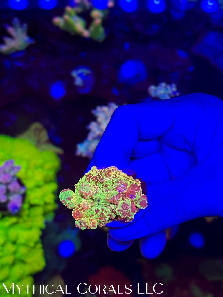 Current Availability – Mythical Corals