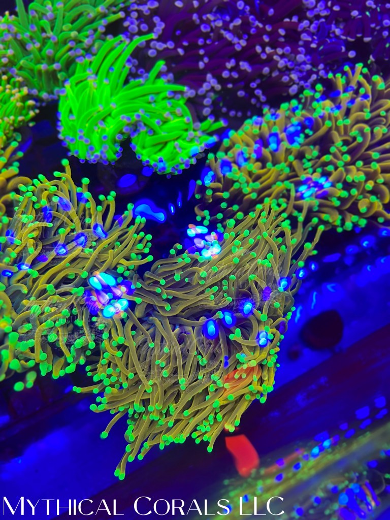 Current Availability – Mythical Corals