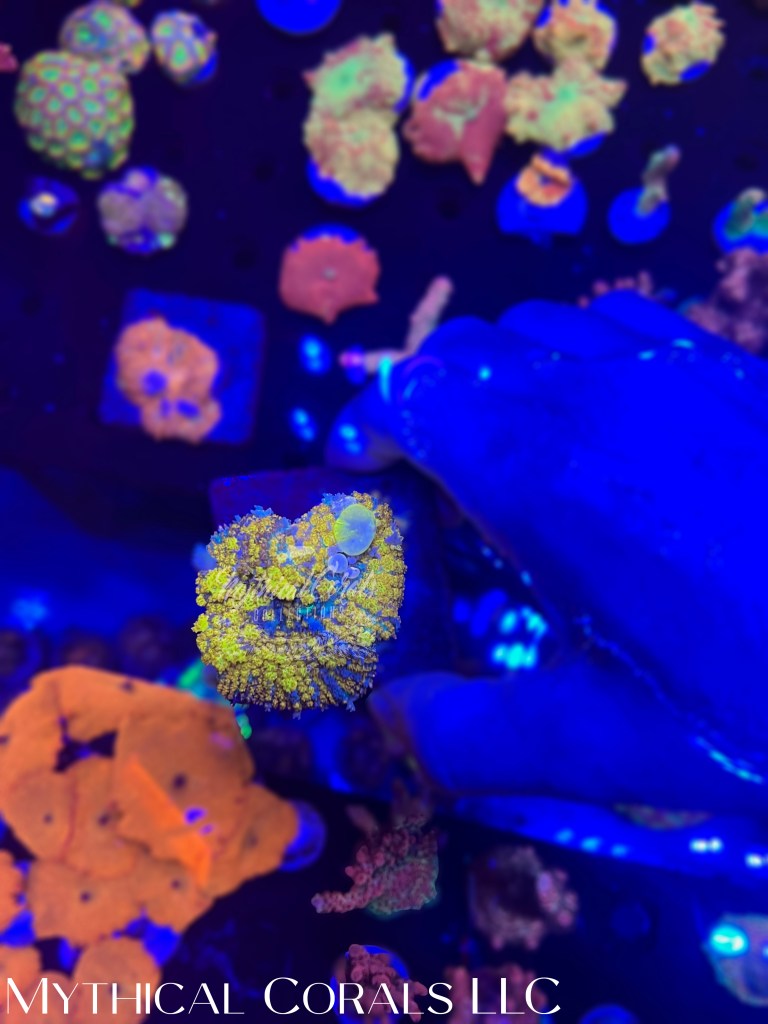 Current Availability – Mythical Corals