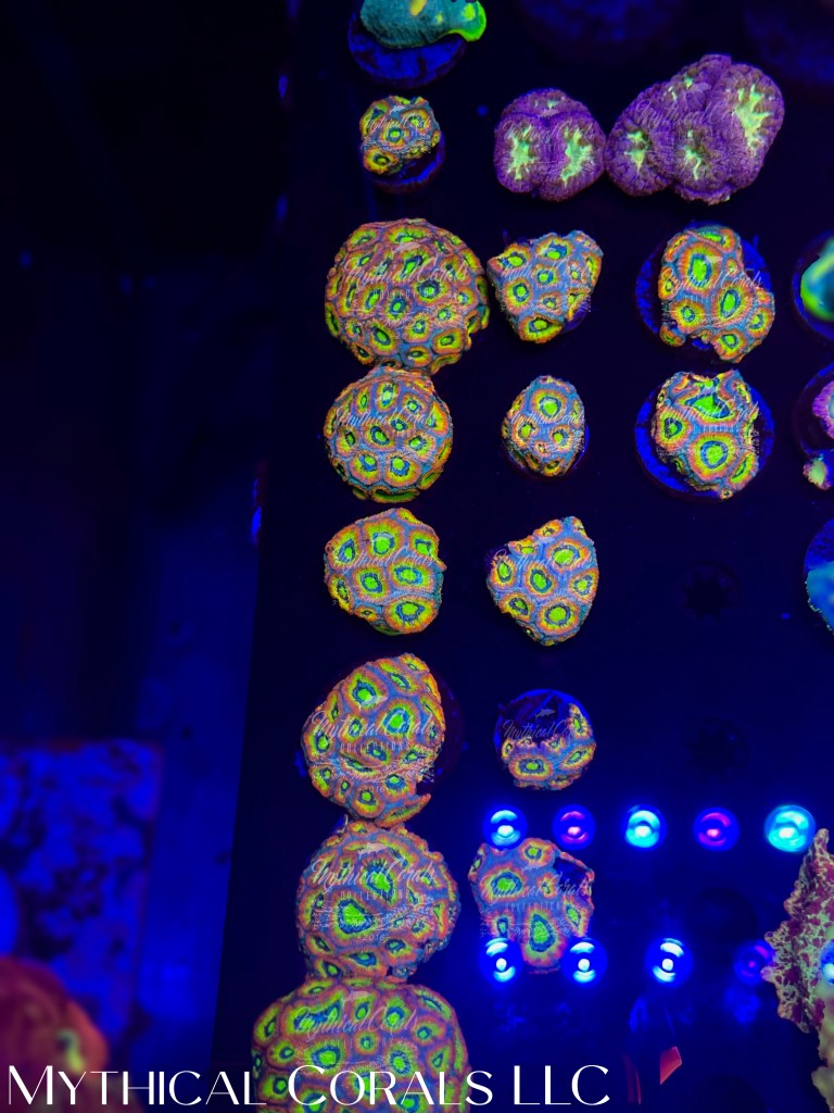 Current Availability – Mythical Corals