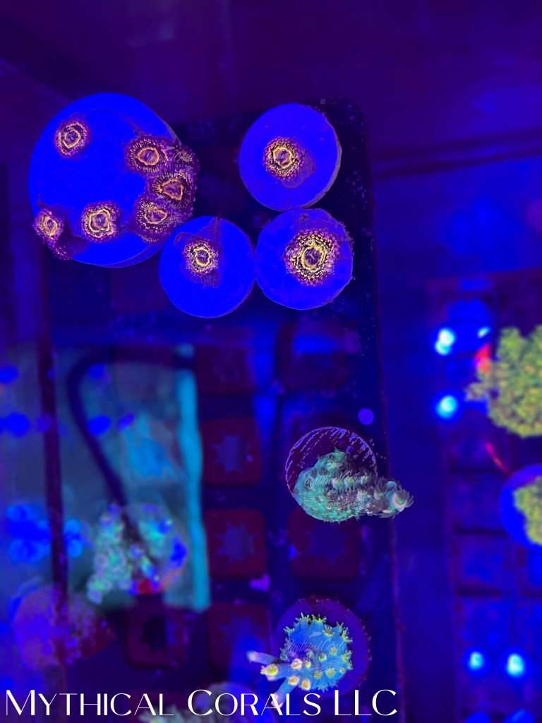 Current Availability – Mythical Corals