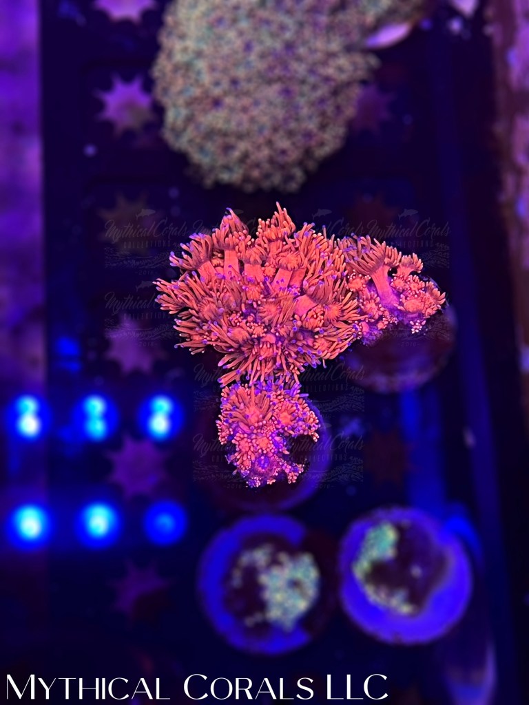 Current Availability – Mythical Corals